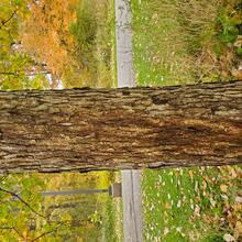 Swamp White Oak | CMP Tree Selection Tool